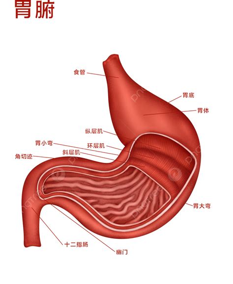 의료 인간 조직 장기 위 장기 치료 인간 조직 기관 Png 일러스트 및 이미지 에 대한 무료 다운로드 Pngtree