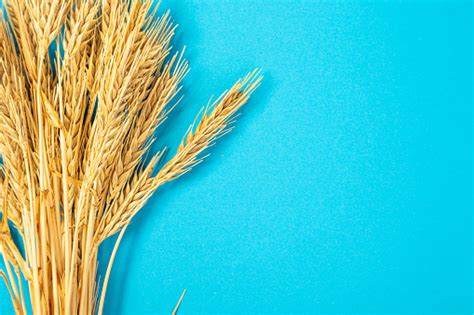 푸른 배경에 고립 된 밀의 익은 귀 상단보기 밀 Groats 곡물 결핍의 평평한 누워 매크로 클로즈업 갈색에 대한 스톡 사진 및 기타 이미지 Istock