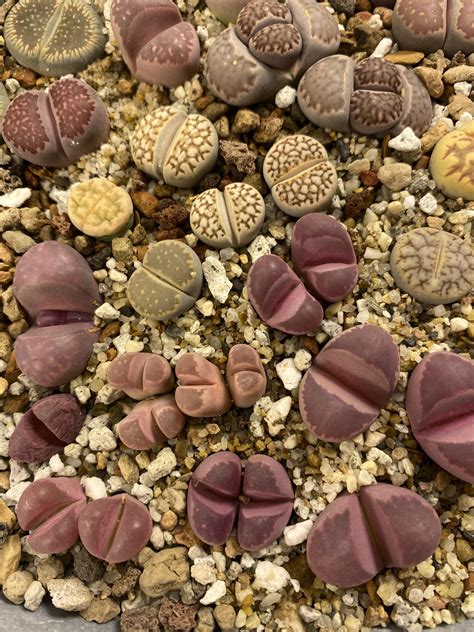 993 Best R Lithops Images On Pholder Got These Lil Ones For Cheap