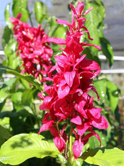 Brazilian Red Cloak Plant Megaskepasma Erythrochlamys Kens Nursery