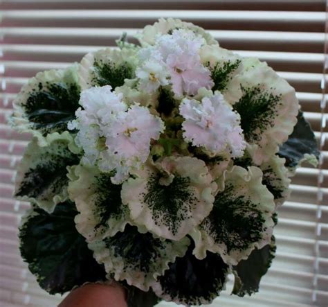 Фиалка Ян Каприз Фото И Описание – Telegraph