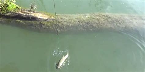 Nem Tudott Leállni Az Idős Rapsic Azt Mondta A Vérében Van Az Orvhalászat Talaljfogast