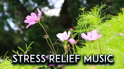 Stress Relief Music Meditation Music Body Healing Music HOUR