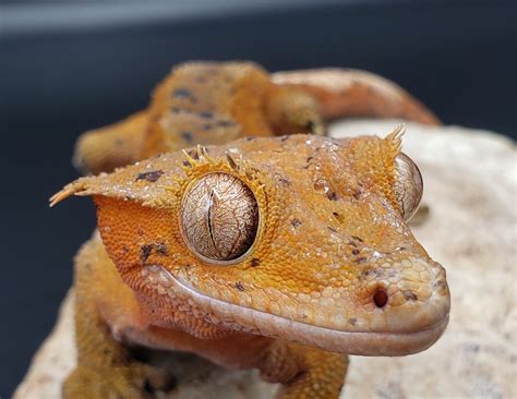 Researching Story On Crested Geckos Introductions Morphmarket