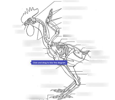 Chicken Bones Diagram Quizlet