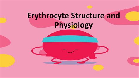 SOLUTION Erythrocyte Structure And Physiology Studypool