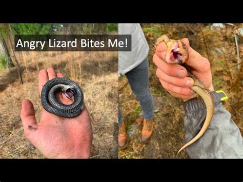 Herping Georgia Hognose Snake Lizards Salamanders And More YouTube