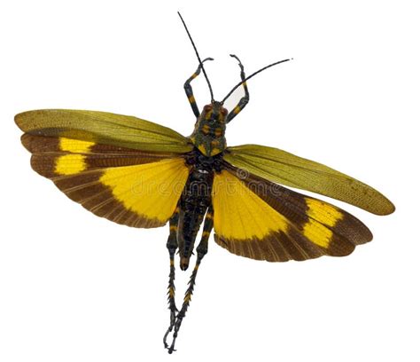 Yellow Locust Stock Image Image Of Primed Extended 97440093