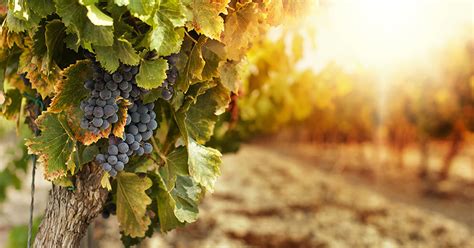 Vinopack Aprender De Vinos