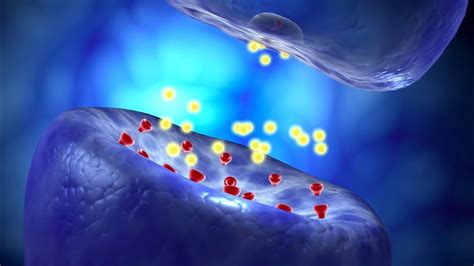 Which Neuron Transmits Signals From The Pns To The Central Nervous