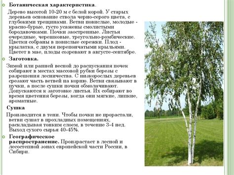 Диуретики растительного происхождения - презентация онлайн