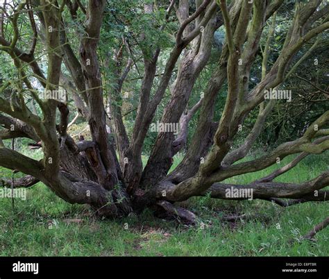 Branches Everywhere A Multiple Branched Tree Bole Holkham Norfolk