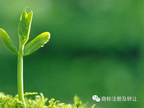 假冒注册商标罪如何量刑？