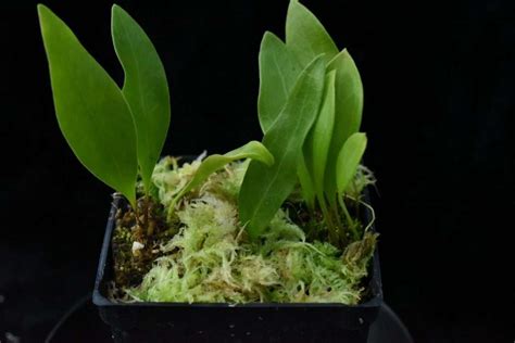 Utricularia alpina x asplundii - Carnivorous Plant Resource