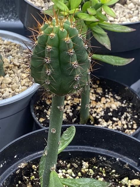 What Is Your Favorite Grafting Method Im New And Would Love To Learn