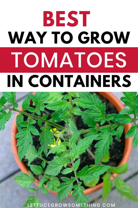 Tomatoes Growing In Containers