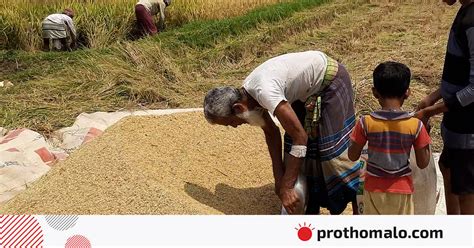 ধানের ভালো ফলনে কৃষকের মুখে হাসি প্রথম আলো