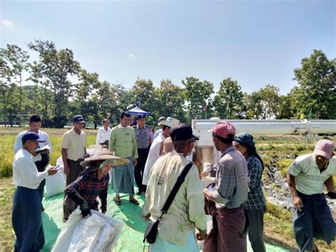 ရွှေတောင်မြို့နယ်တွင် နွေစပါး ဗီယက်နမ် ဆဖိုးသာ စပါးမျိုးအား ရိတ်သိမ