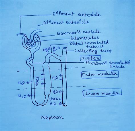Solved Draw And Label Different Parts Of A Nephron Describe The