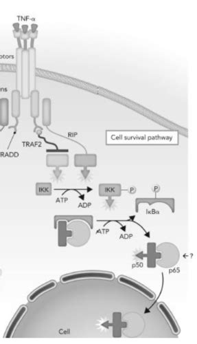 Biochem 384 Final Exam Part 3 Flashcards Quizlet