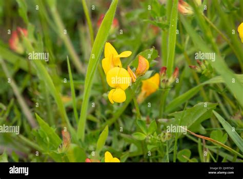 Detailed Close Up Of Birds Foot Trefoil Lotus Corniculatus Stock