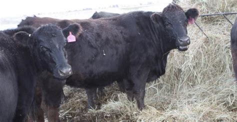 Cut Feed Costs With These Helpful Resources Beef Center