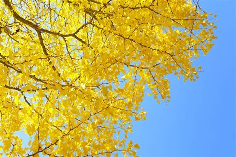 Premium Photo Gingko Tree