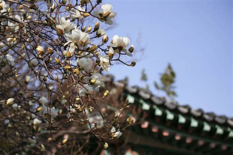 주말나들이 공원에 핀 하얀 목련 풍경 유토이미지 상세페이지 베이직샵 사진 20558845