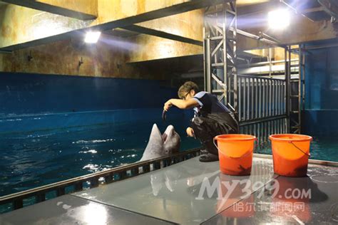 哈尔滨极地馆小白鲸终于主动开口吃鱼进食 海洋财富网