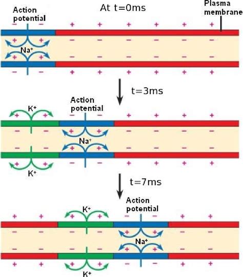 Action Potential Propagation Steps