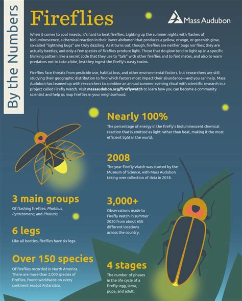 Wan Faizah Che Din On Linkedin Currently There Are 8 Species Of Pteroptyx App Firefly Found In