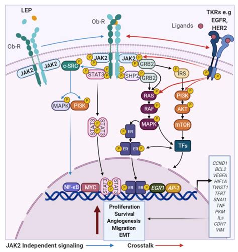 Lep Effects In Bc Cells Lep And Ob Rs Activate Classical Signaling
