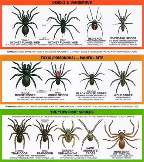 Australian Venomous Spiders Chart Ponasa