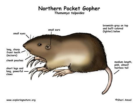 Pocket Gopher Northern Exploring Nature