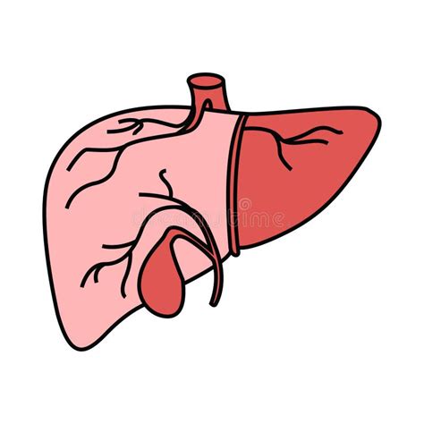 Liver Human Body Organ Human Liver Human Liver In Digestive Icon