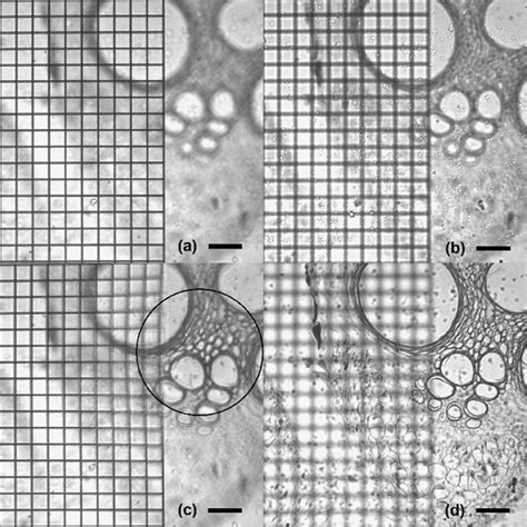 Multi Planar Microscopic Image Of A 50 μm Grid Pattern Lying Over A Download Scientific Diagram