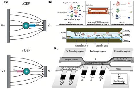 Particle Manipulation By Dielectrophoresis A Schematics Of The Download Scientific Diagram