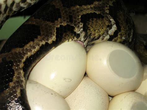 burmese python python bivittatus stock image image of python reptile 276754297