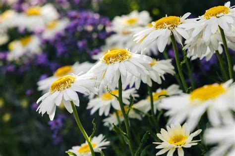 Snowcap Daisy
