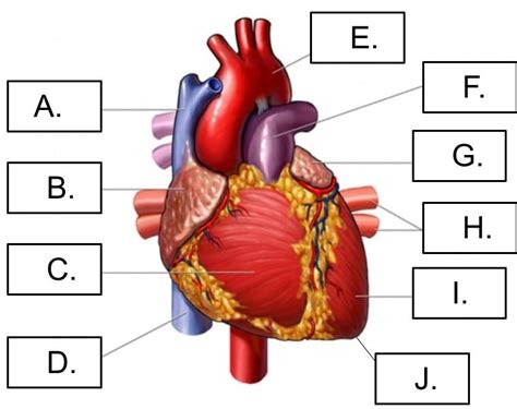 External Heart Anatomy Diagram Quizlet