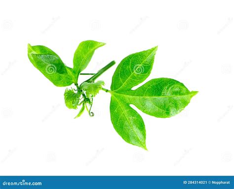 Passiflora Edulis Leaves Stock Image Image Of Green 284314021