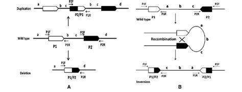 The Schematic Representation Of The Rationale For Recombination Download Scientific Diagram