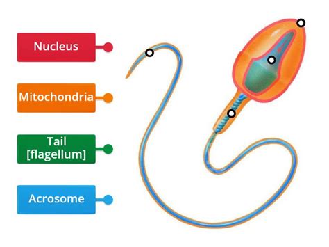Year Sperm Cell Labelling Labelled Diagram