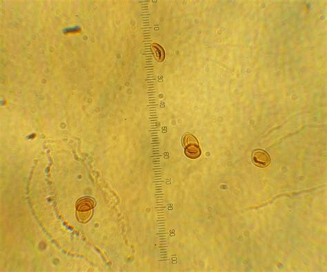 花鳥きのこ好きの素人メモ フミヅキタケ Agrocybe praecox
