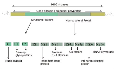 Genomic Organization Of Hcv Hcv Viral Genome Encodes One Long