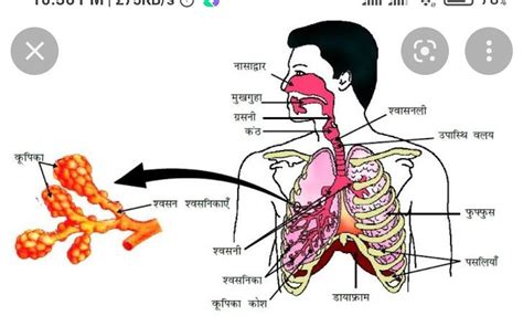 मानव श्वसन तंत्र का नामांकित चित्र बनाइये।