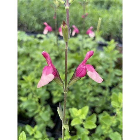 Salvia Jamensis Shell Dancer Le Chatel Des Vivaces