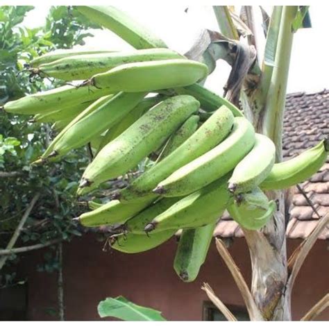 Jual Bibit Pisang Tanduk Pohon Pisang Tanduk Shopee Indonesia