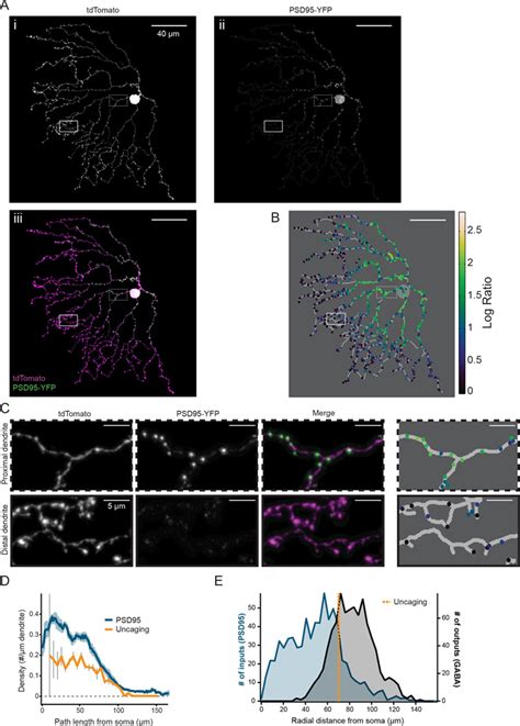 a role for synaptic input distribution in a dendritic computation of