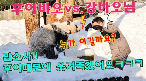 맙소사💥 후이바오 Vs 송 바오님 누가 이길까요🤣ㅋㅋ 말로 표현이 안됨💨눈 오는볼만한 용인 소싸움👀 희귀장면이네요